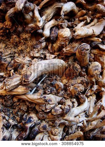 Palm Tree Roots Macro Image & Photo (Free Trial) | Bigstock