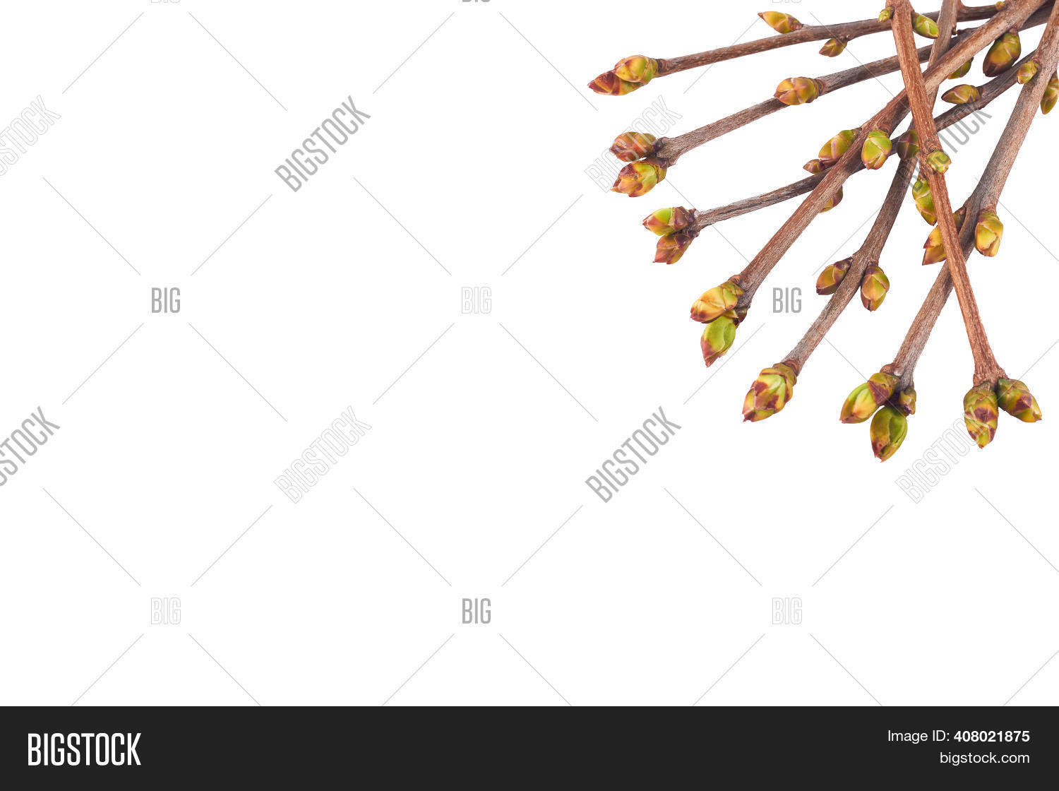 Buds Lilac. Lilac Buds Image & Photo (Free Trial) | Bigstock