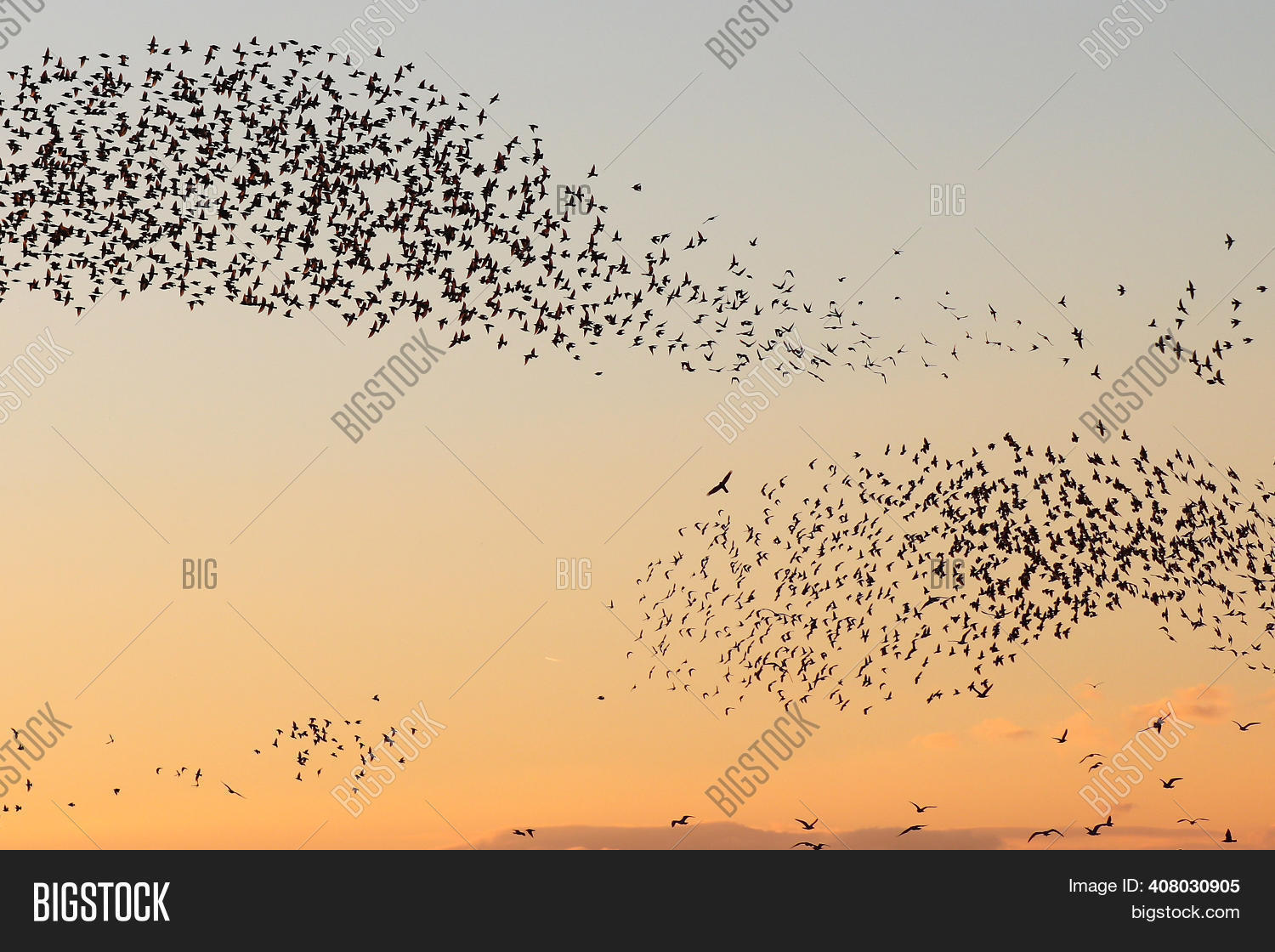 Starling Flocking Image & Photo (Free Trial) | Bigstock