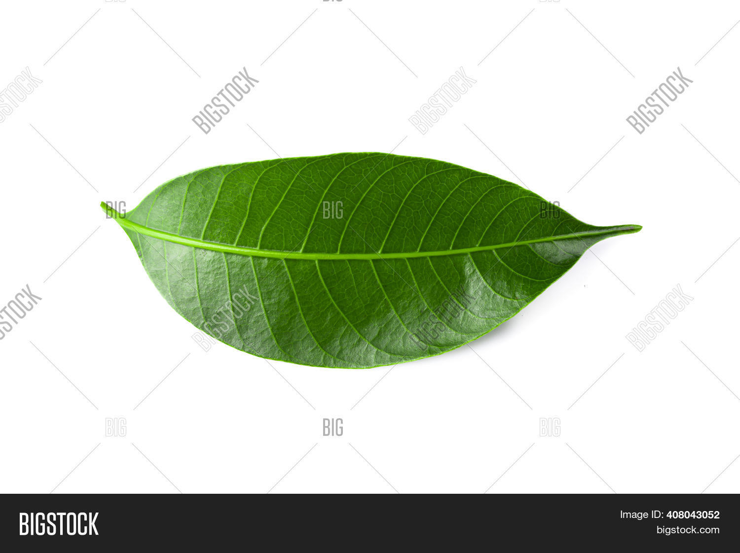 Green Lychee Leaf Image & Photo (Free Trial) | Bigstock