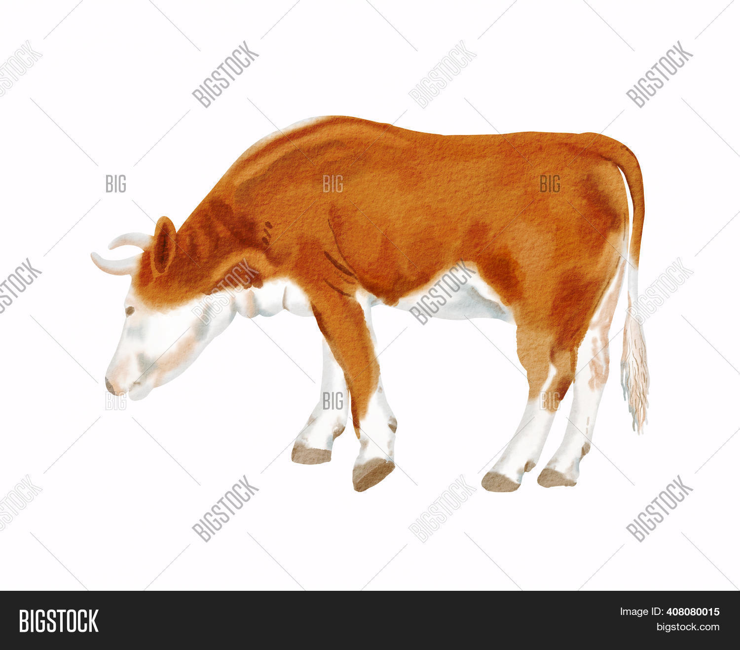 Simmental Heifer