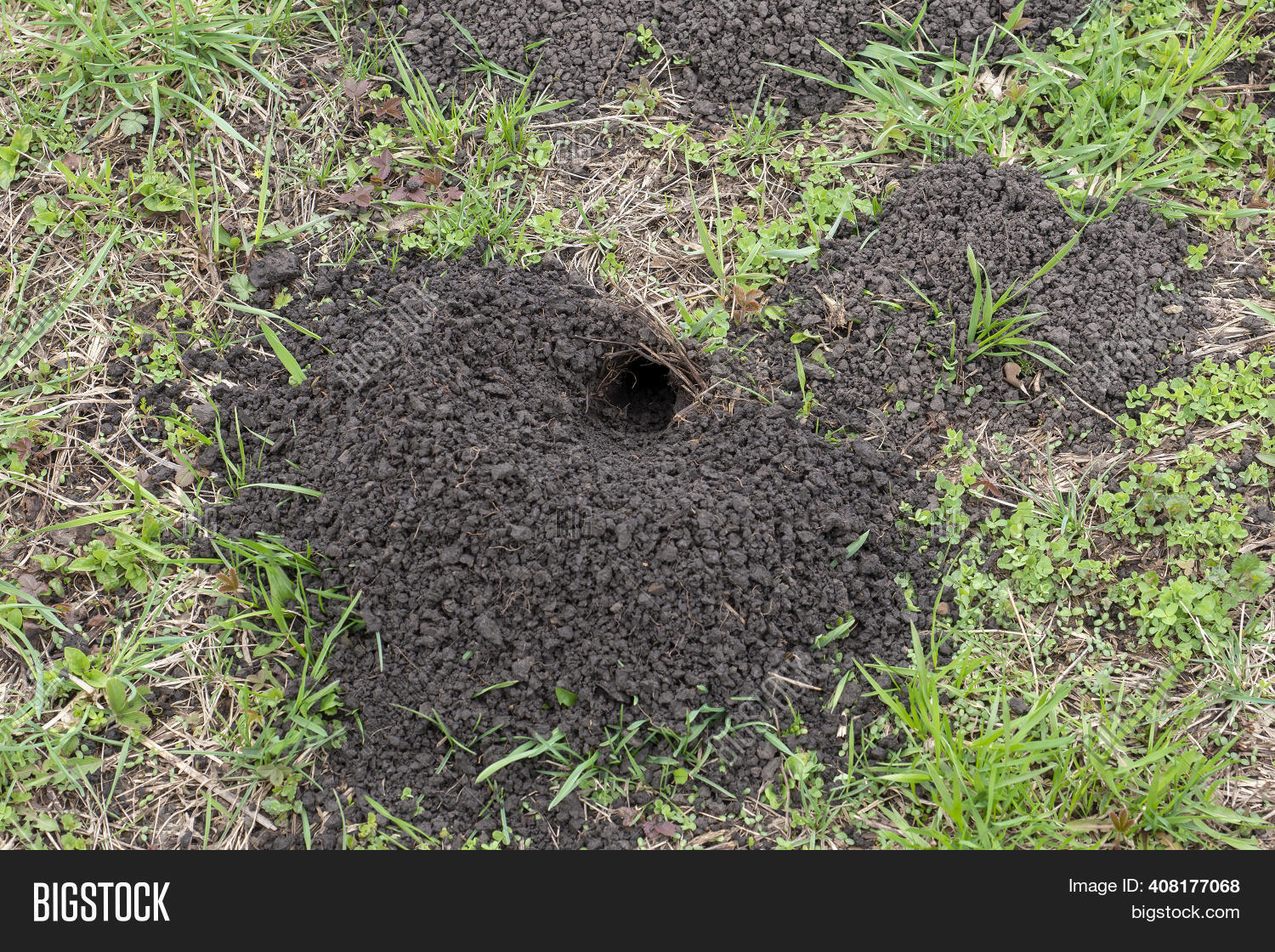 Mole Hole. Pile Earth Image & Photo (Free Trial) | Bigstock