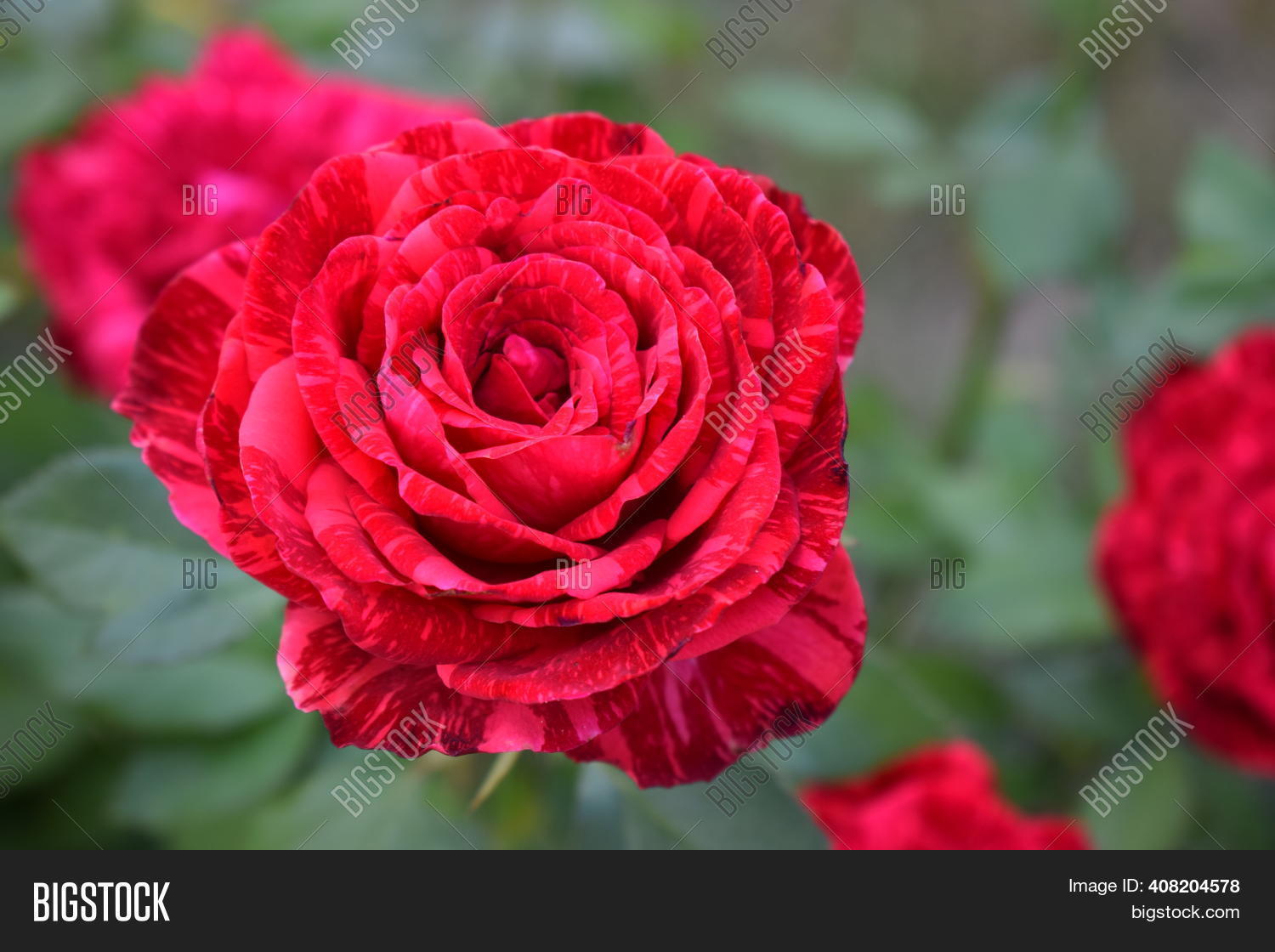 Red Marble Rose-spray Image & Photo (Free Trial) | Bigstock