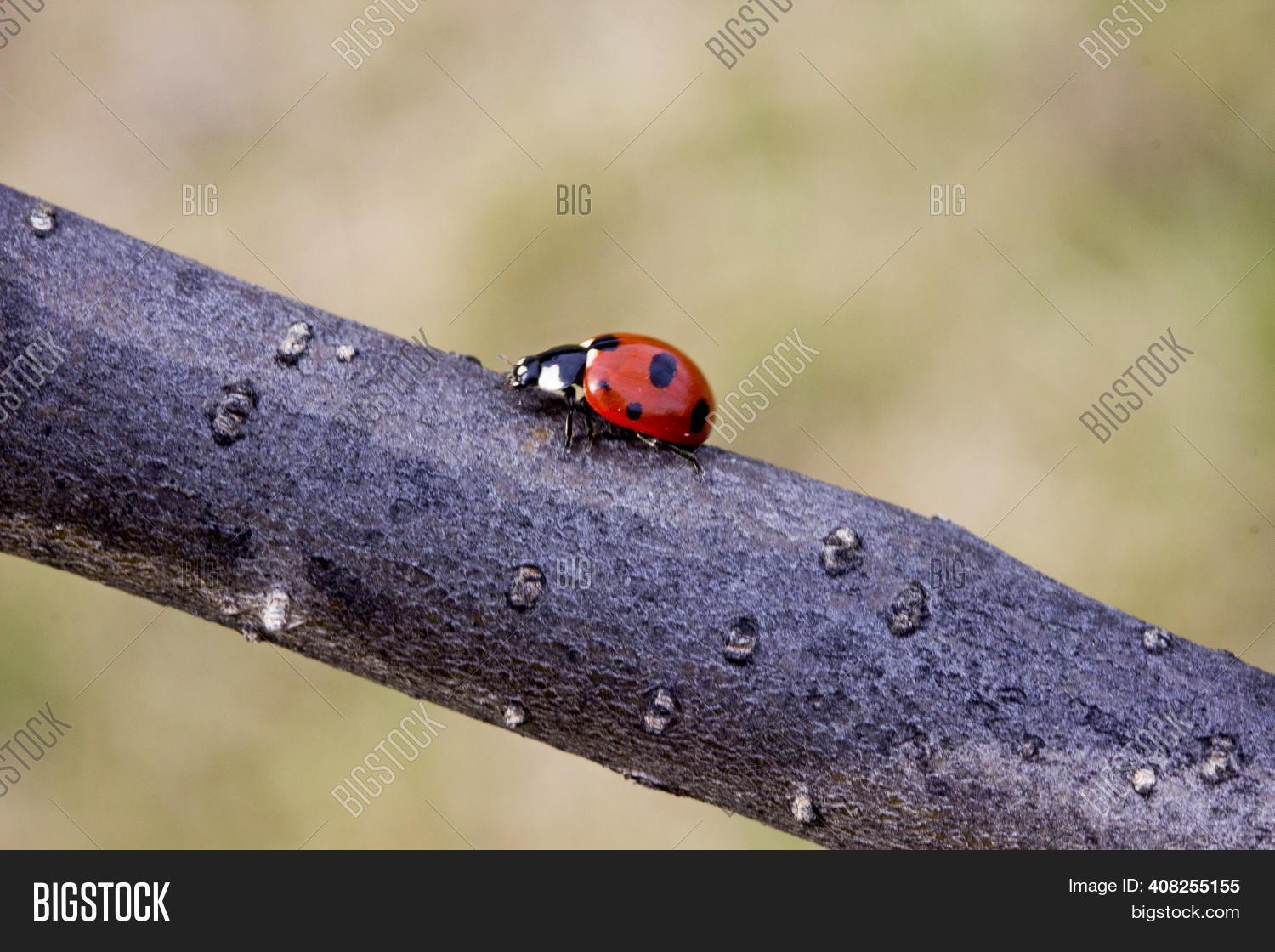 Ladybug On Branch. Image & Photo (Free Trial) | Bigstock