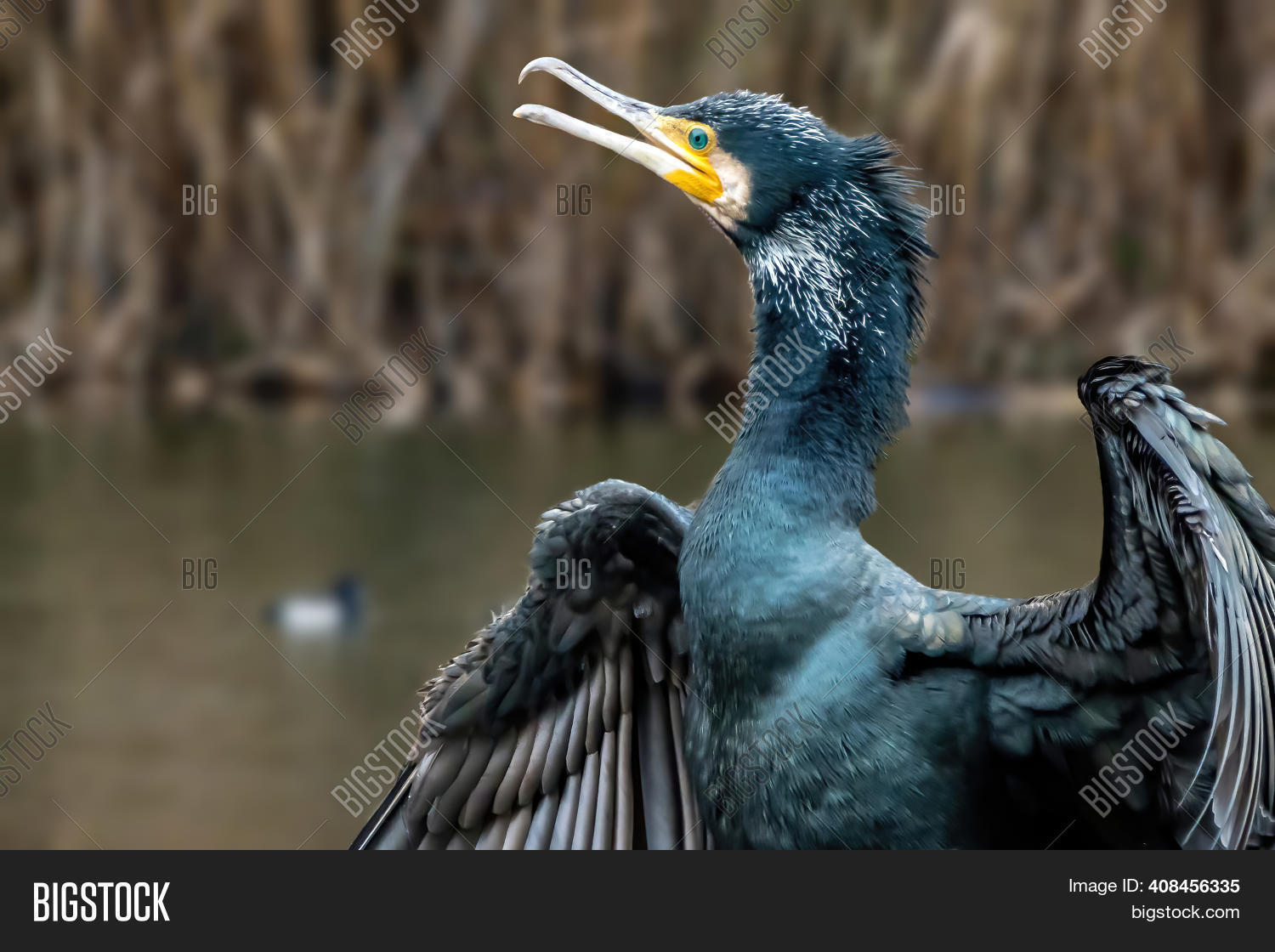 Great Black Cormorant Image & Photo (Free Trial) | Bigstock