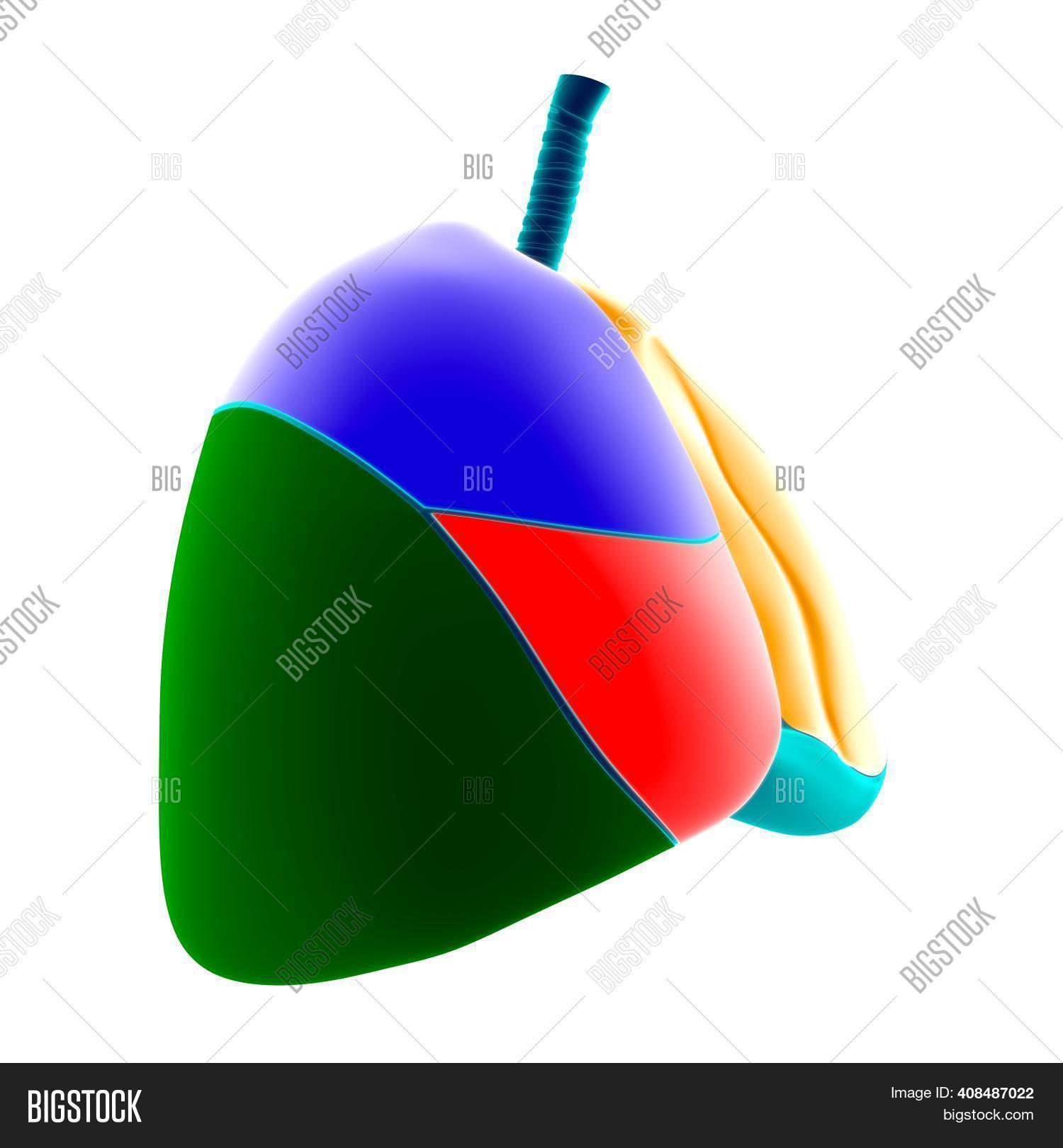 Human Lungs Lobes Image & Photo (Free Trial) | Bigstock