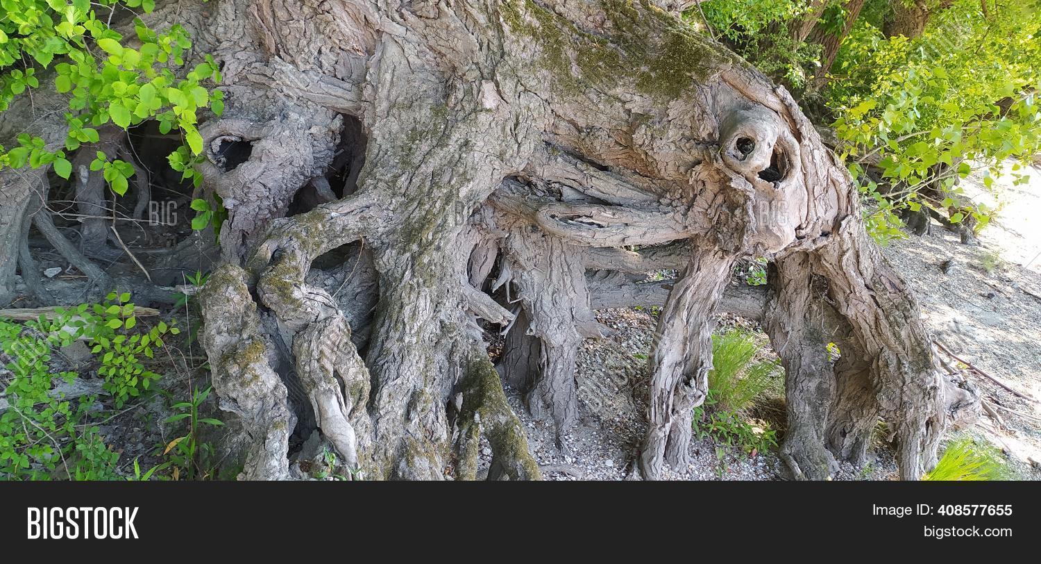 Haunted Creepy Tree Image & Photo (Free Trial) | Bigstock