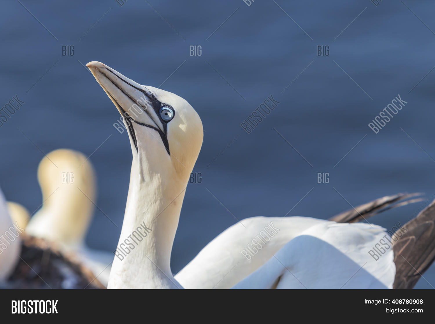 Wild Bird Wild Morus Image & Photo (Free Trial) | Bigstock