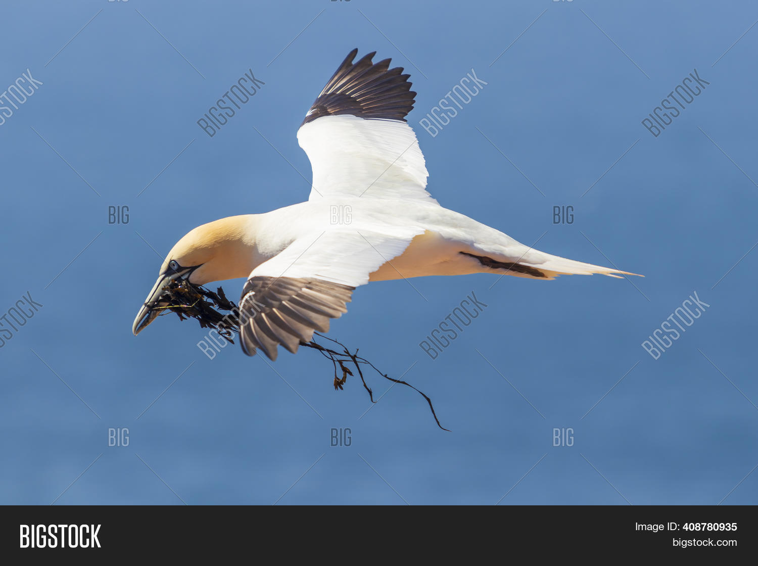Wild Bird Wild Morus Image & Photo (Free Trial) | Bigstock