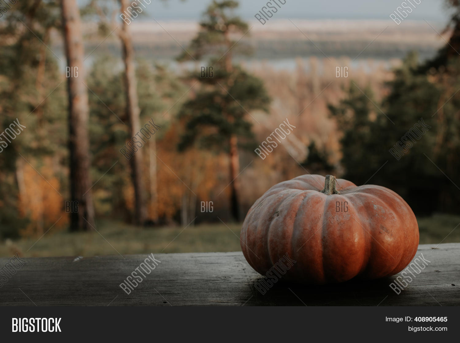 Pumpkin Forest On Image & Photo (Free Trial) | Bigstock