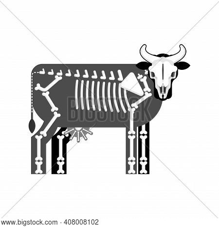 Cow Skeleton Isolated Vector & Photo (Free Trial) | Bigstock
