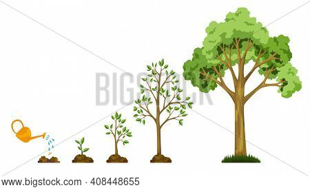 Stages Growth Tree Image & Photo (Free Trial) | Bigstock