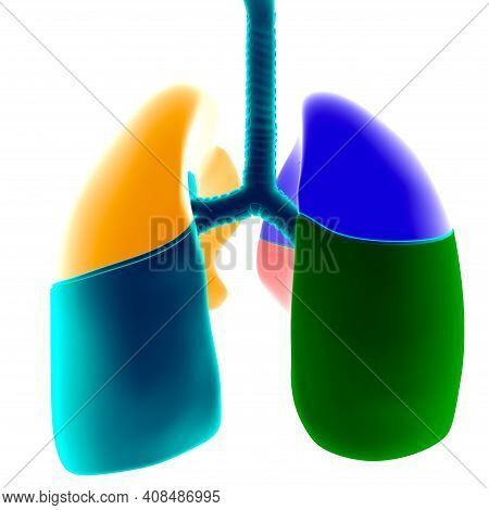 Human Lungs Lobes Image & Photo (Free Trial) | Bigstock