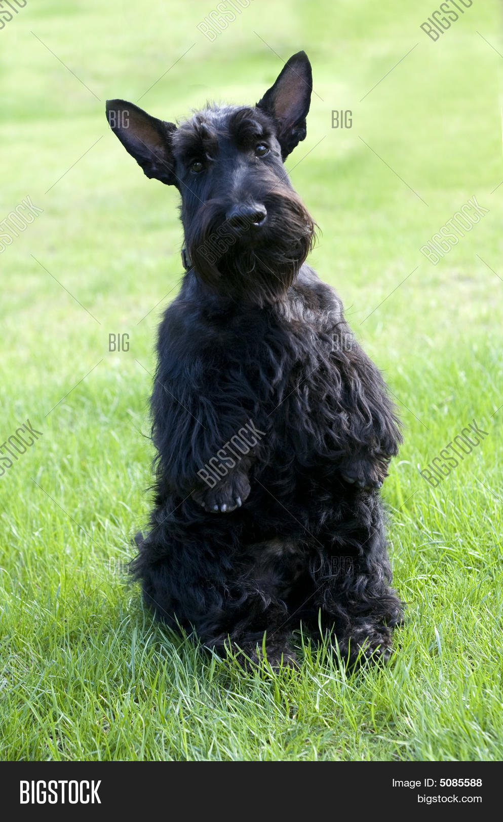 Scottish Terrier Puppy Image & Photo (Free Trial) | Bigstock