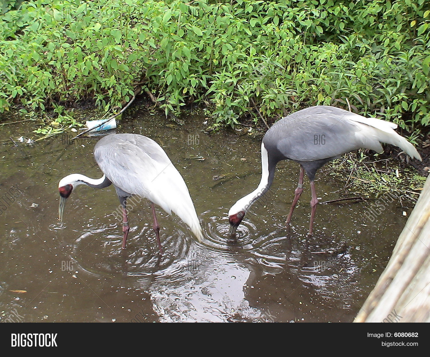 Cranes Digging Fish Image & Photo (Free Trial) | Bigstock