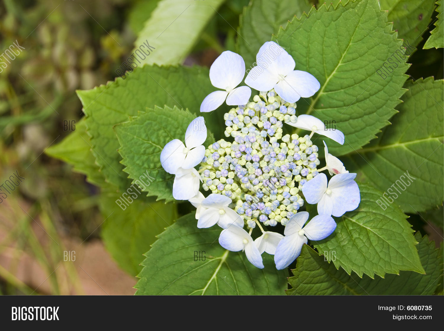 Lace-cap Hydrangea Image & Photo (Free Trial) | Bigstock