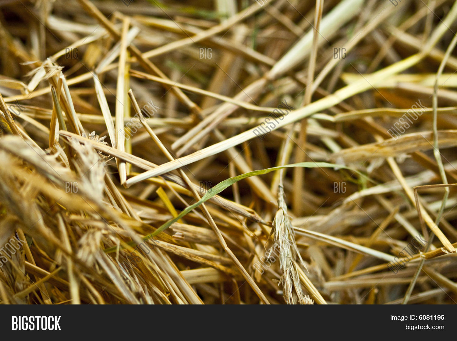 Hay, Hay, Hay Image & Photo (Free Trial) | Bigstock