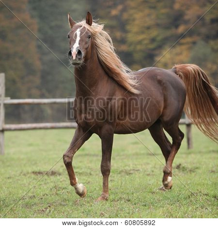 Mane Flying Images, Illustrations & Vectors (Free) - Bigstock