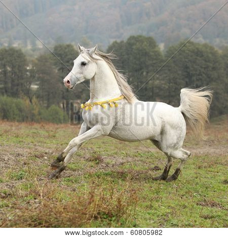 Mane Flying Images, Illustrations & Vectors (Free) - Bigstock