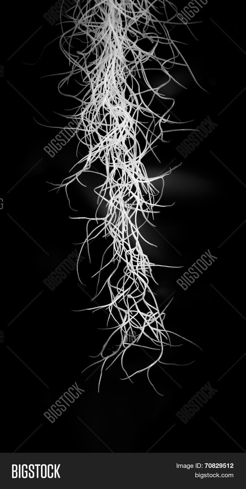 Glowing Spanish Moss Image & Photo (Free Trial) | Bigstock