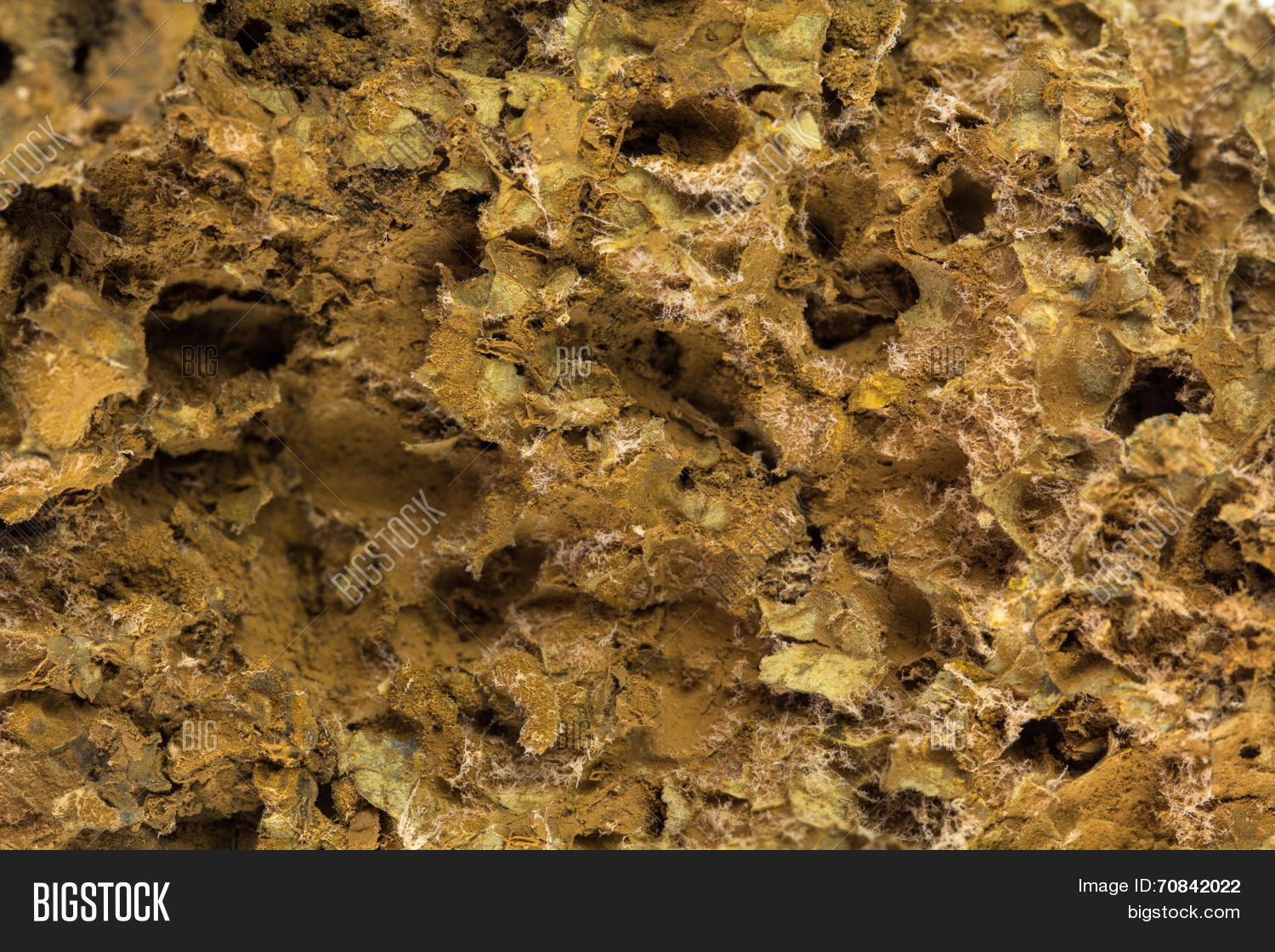 Mushroom Spore Image & Photo (Free Trial) | Bigstock