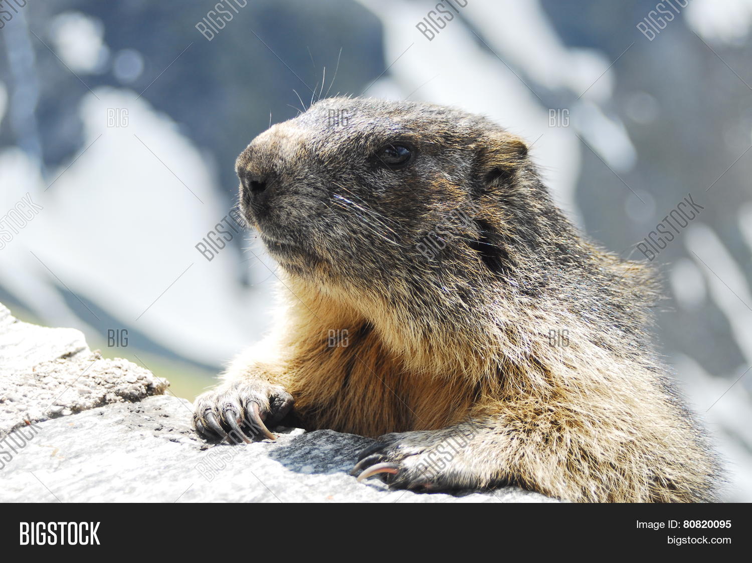 Alpine Marmot Image & Photo (Free Trial) | Bigstock