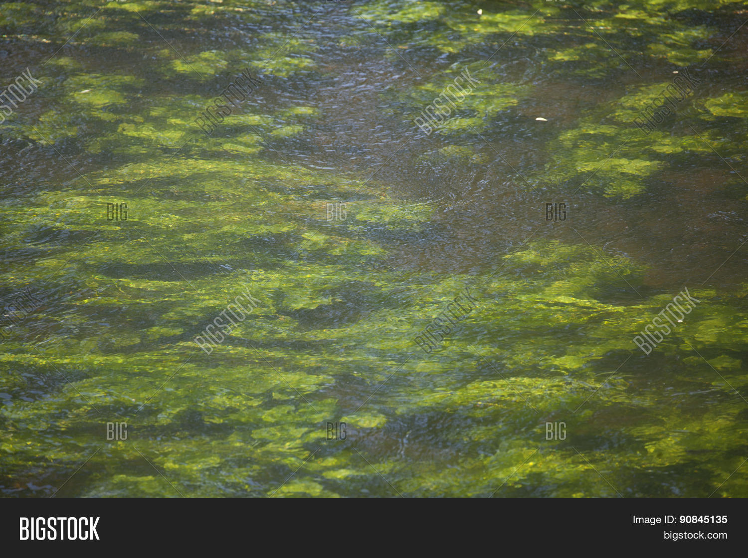 Abstract Organic Slimy Image & Photo (Free Trial) | Bigstock