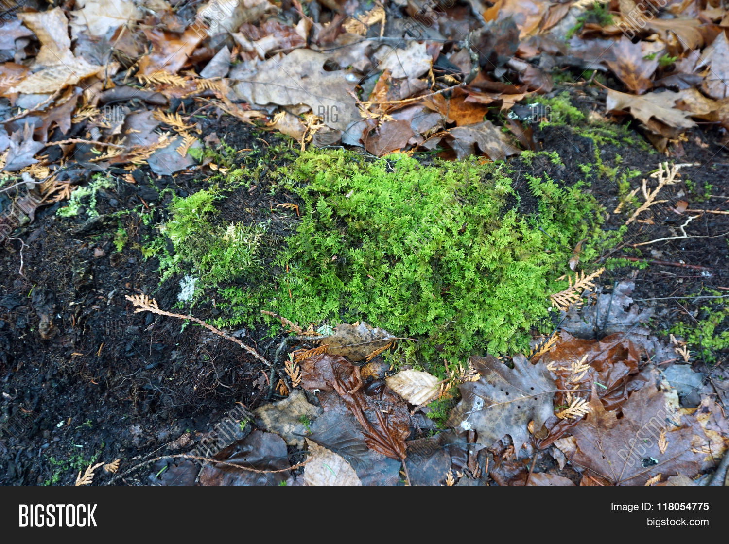 Moss On Decomposed Log Image & Photo (Free Trial) | Bigstock