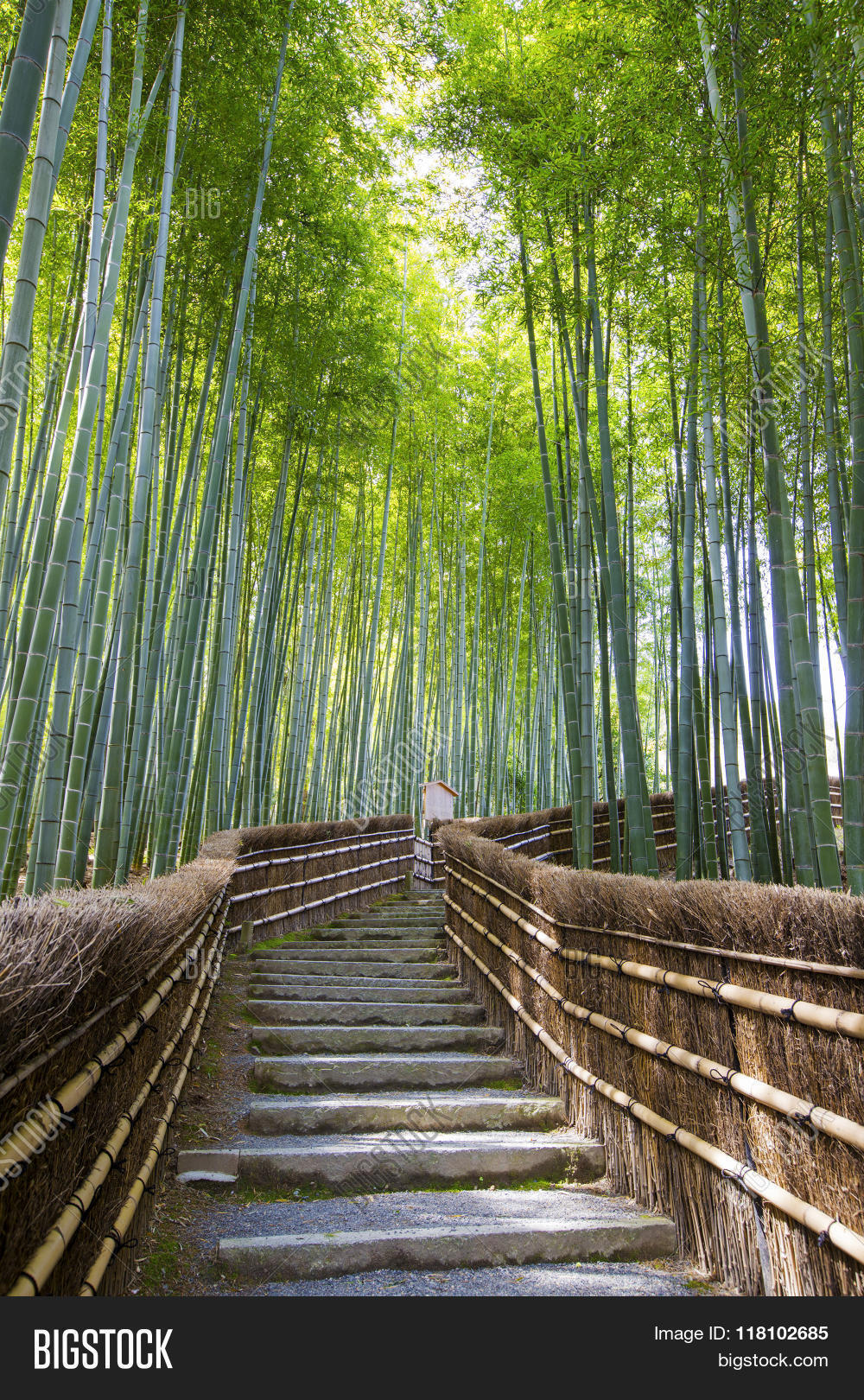 Bamboo Forest Japan Image & Photo (Free Trial) | Bigstock