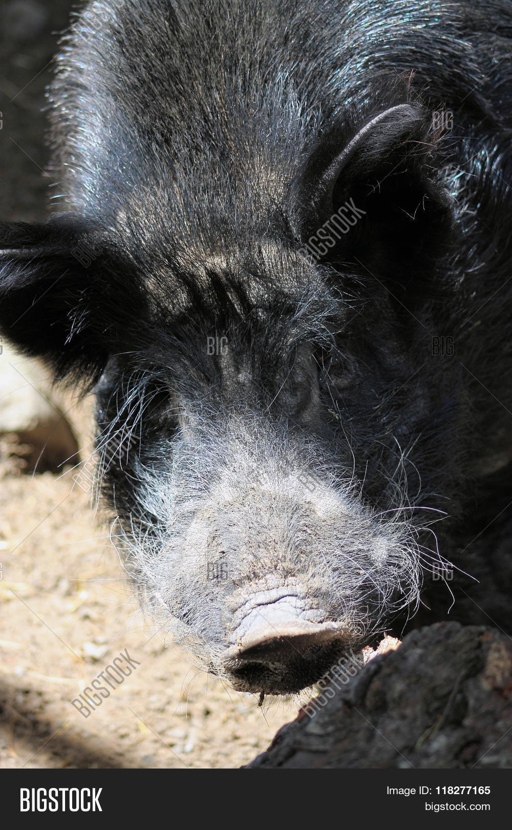 Auckland Island Pig Image & Photo (Free Trial) | Bigstock