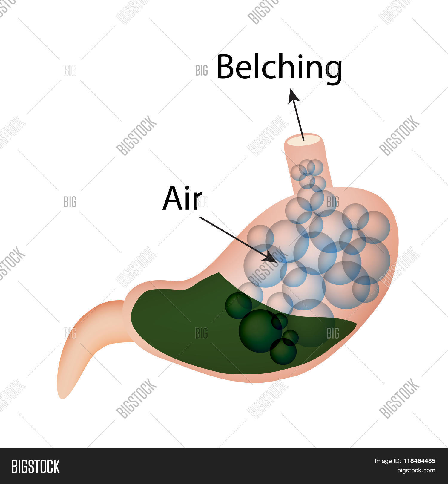 Belching. Air Stomach Vector & Photo (Free Trial) | Bigstock