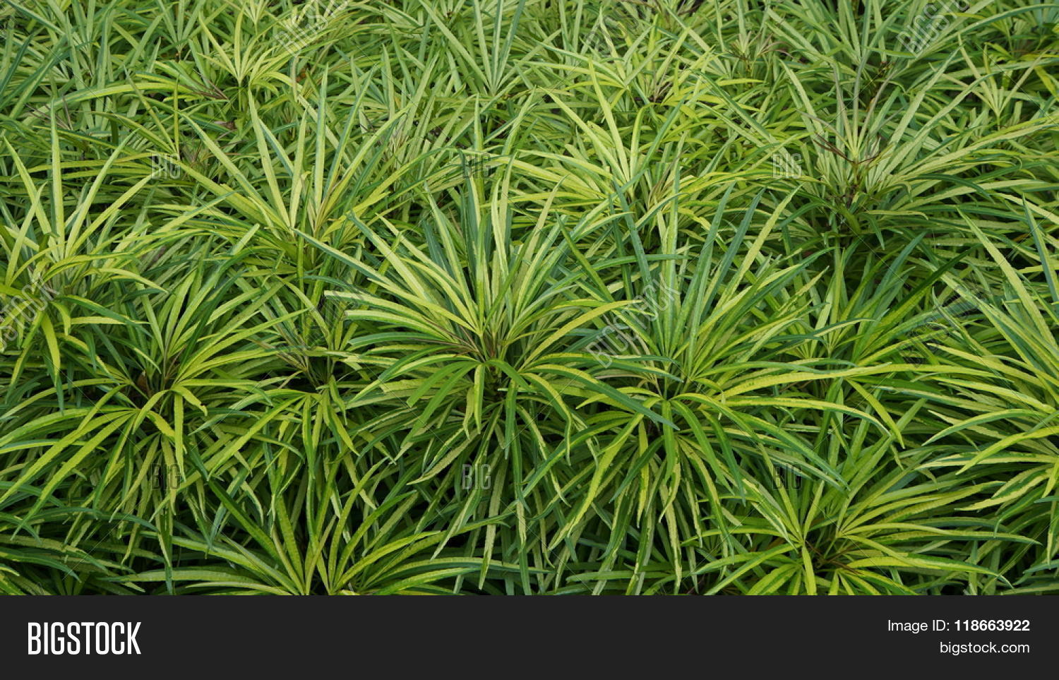 Miagos Bush Scientific Image & Photo (Free Trial) | Bigstock