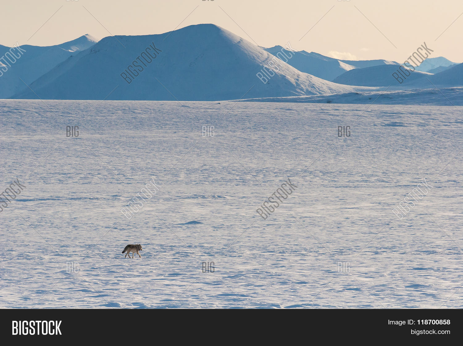 Wolf Trotting Into Image & Photo (Free Trial) | Bigstock