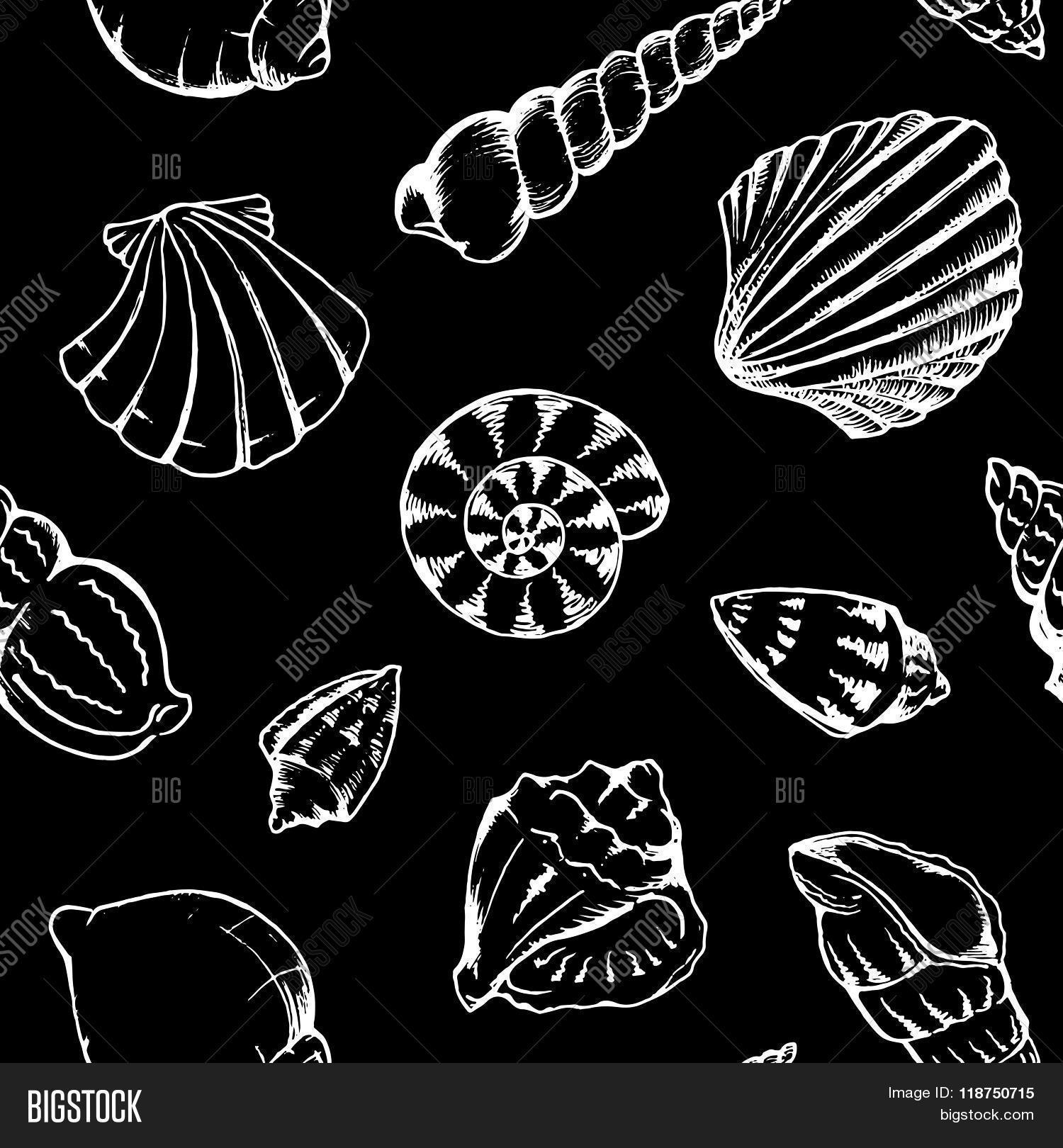 Monochrome Sea Shells Image & Photo (Free Trial) | Bigstock