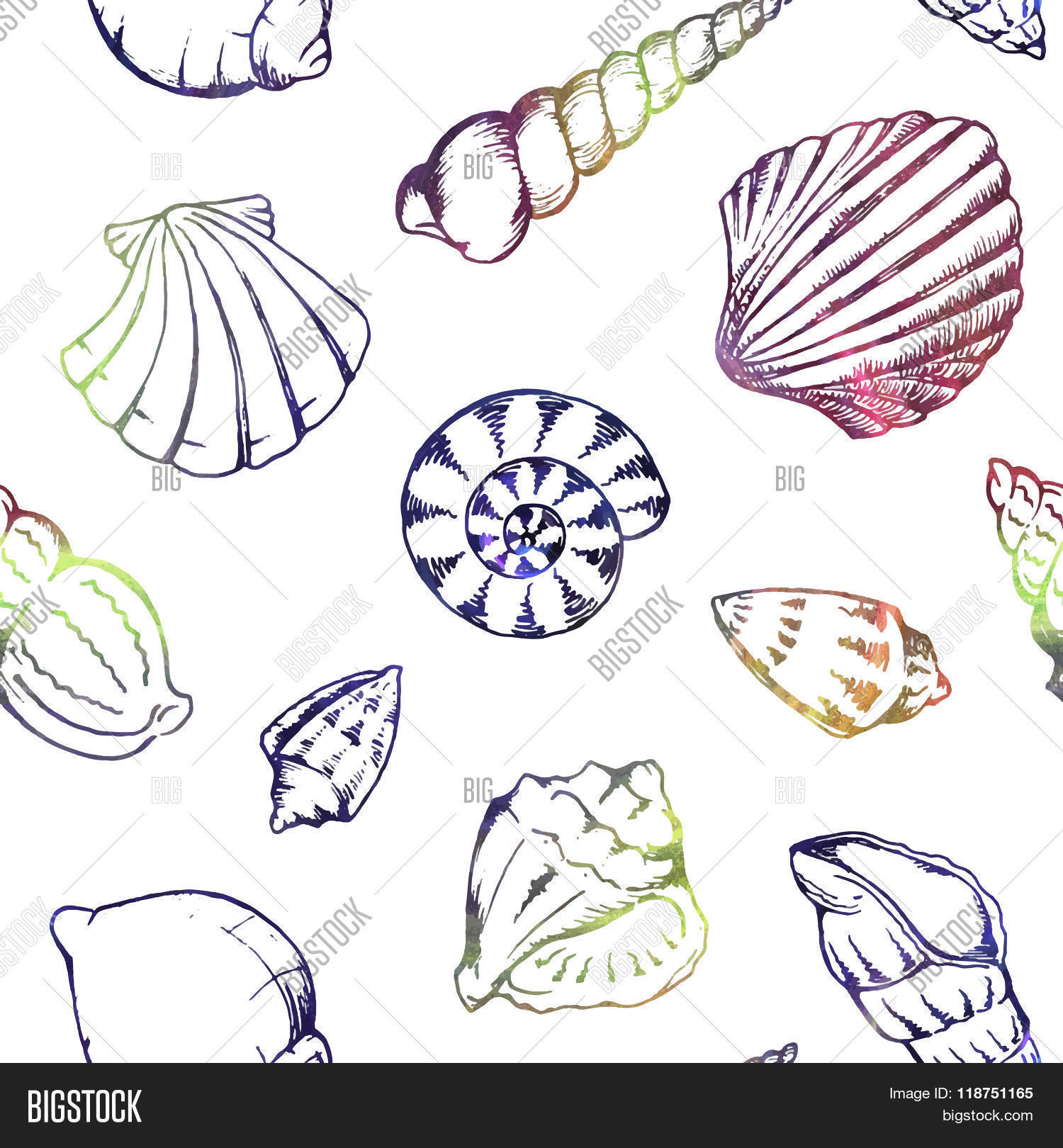 Colorful Sea Shells Vector & Photo (Free Trial) | Bigstock