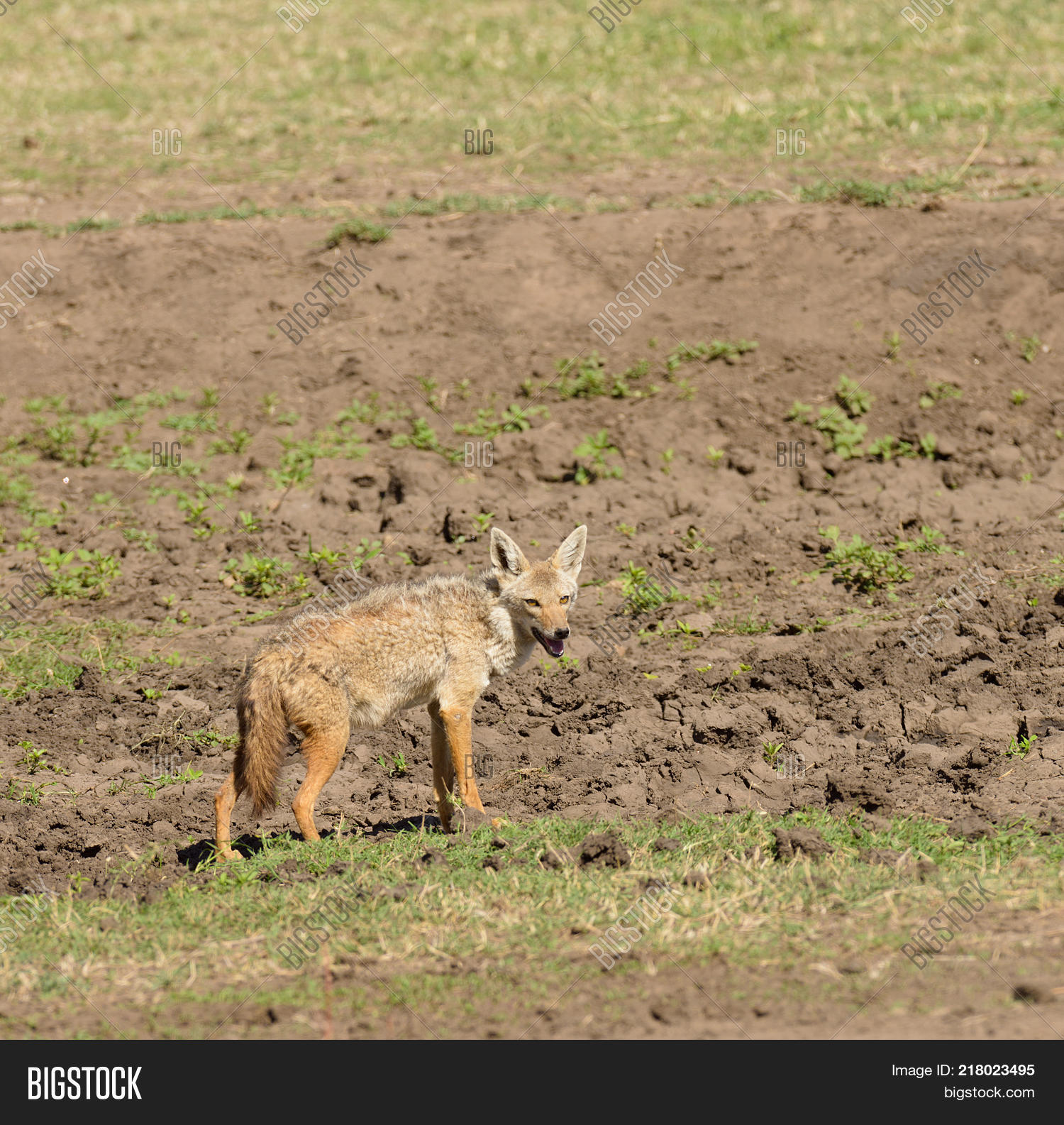 Close- Golden Jackal ( Image & Photo (Free Trial) | Bigstock