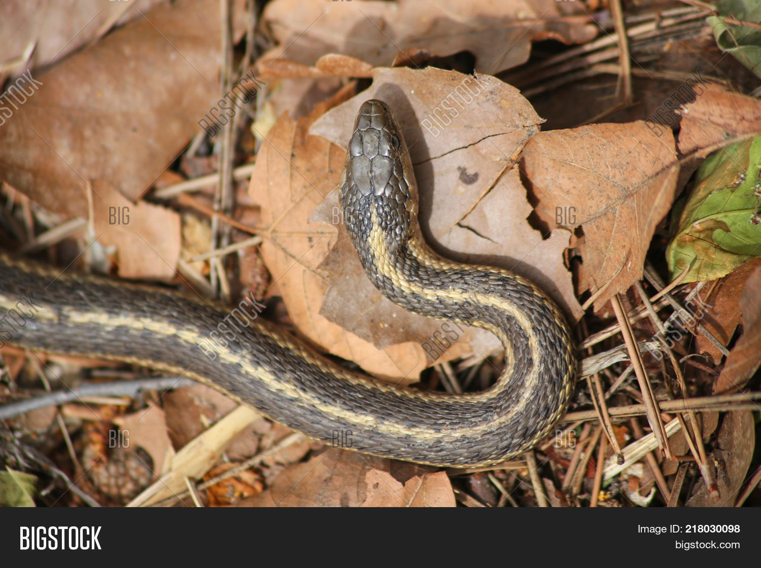 Garter Snake Pile Image & Photo (Free Trial) | Bigstock