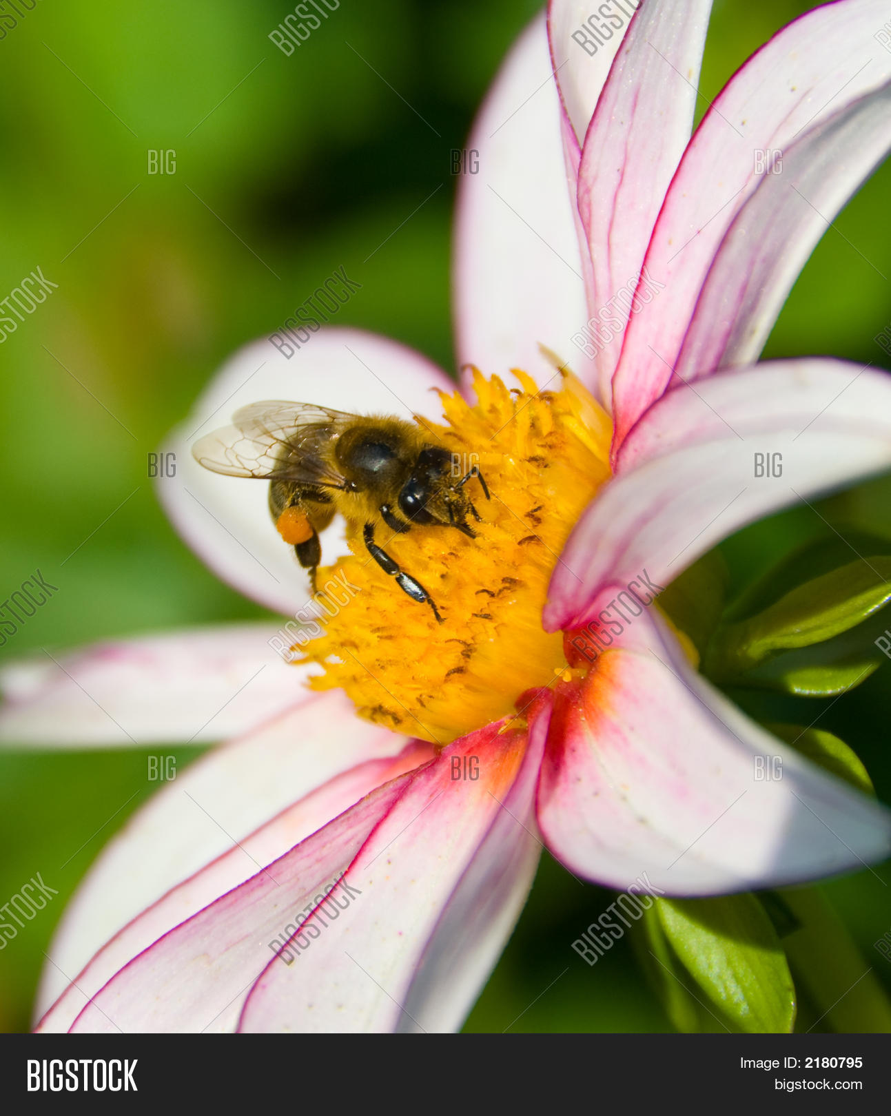 Pollination Image & Photo (Free Trial) | Bigstock