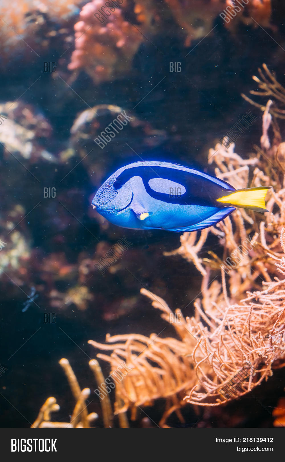 Blue Tang Fish Image & Photo (Free Trial) | Bigstock