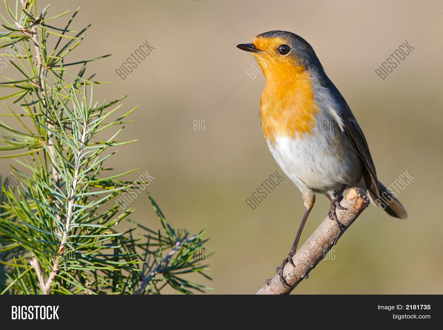 Beautiful Red Bird Image & Photo (Free Trial) | Bigstock