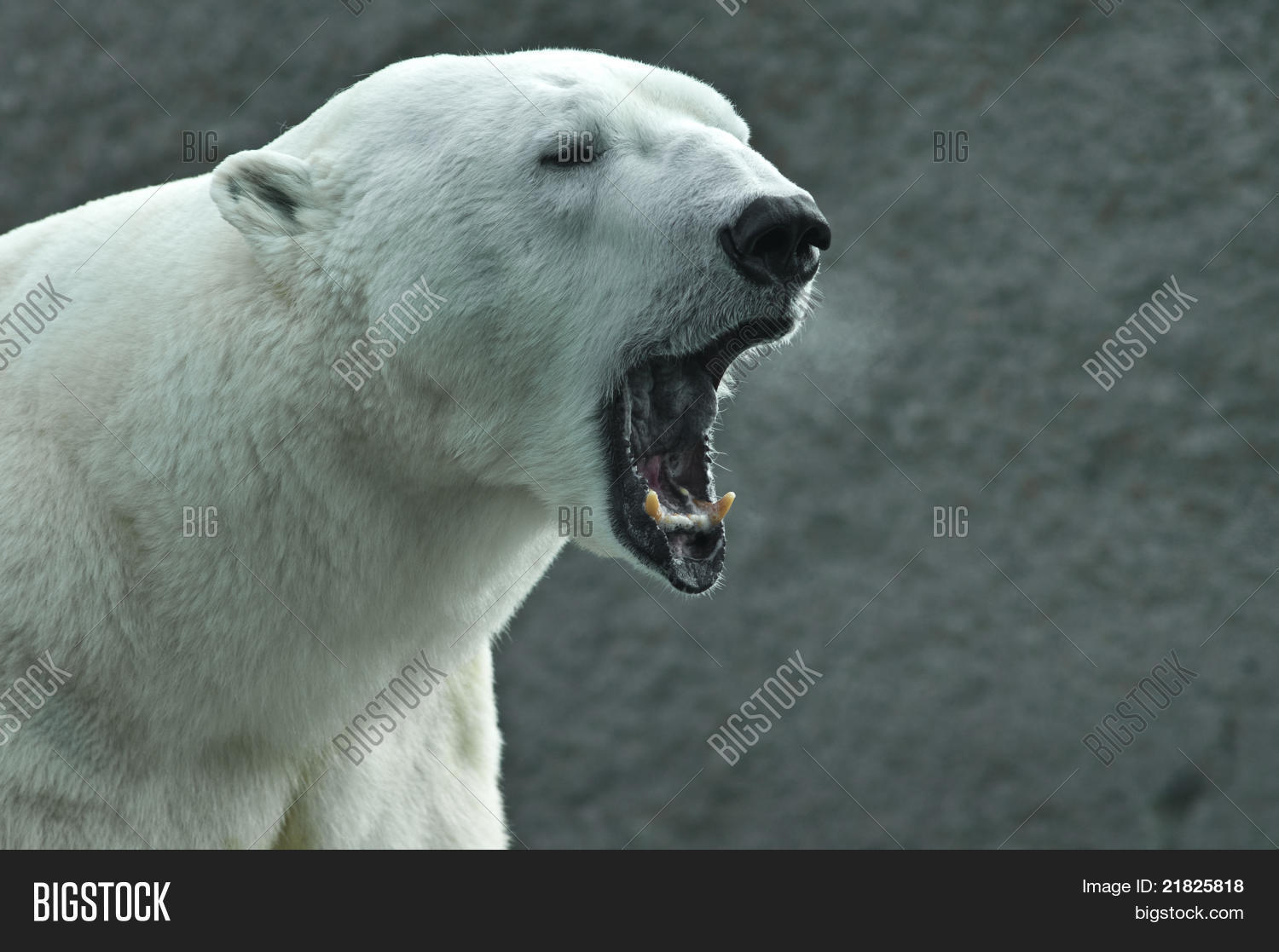 Bear Side Roar