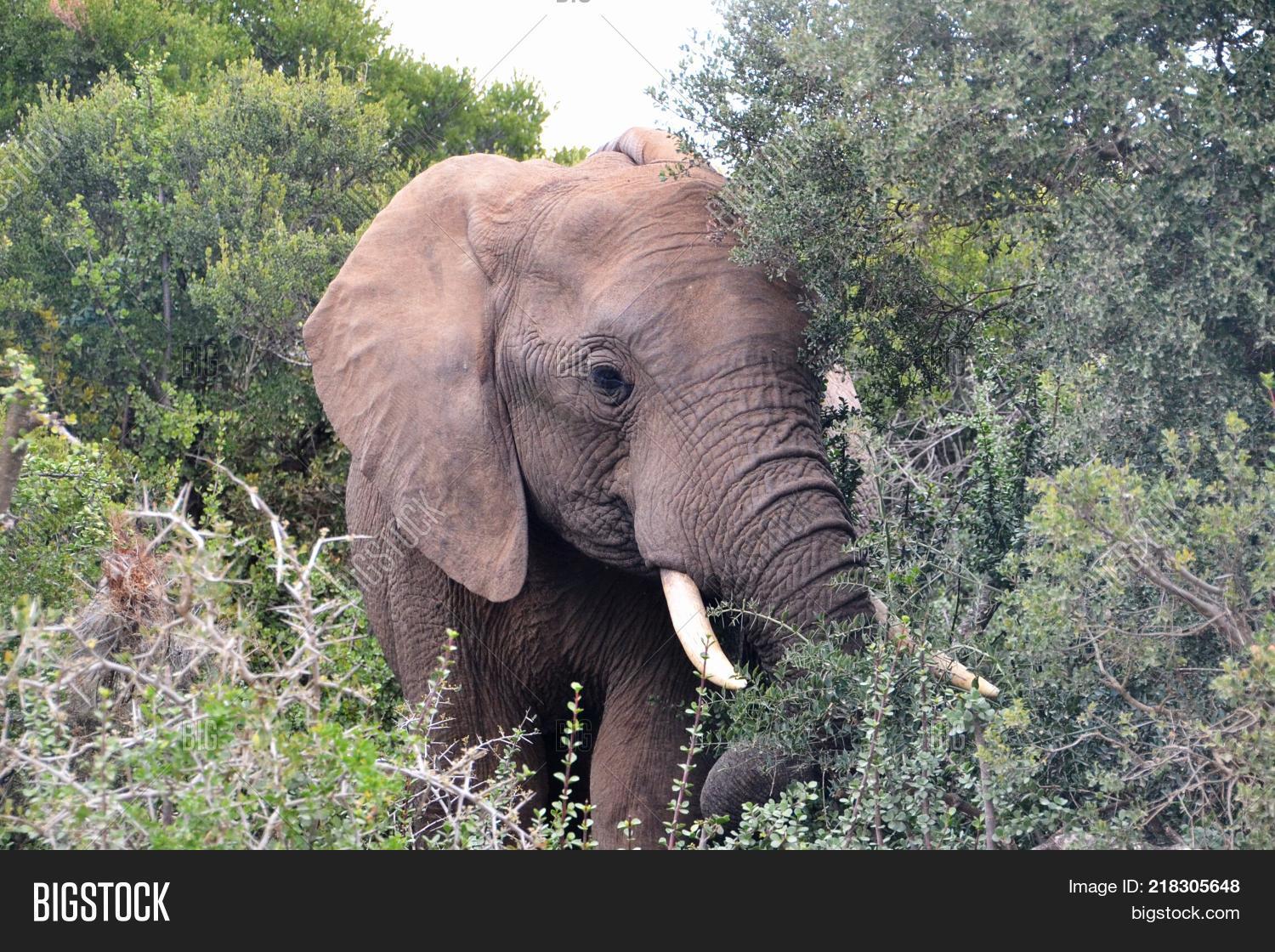 Elephant Hidden Among Image & Photo (Free Trial) | Bigstock