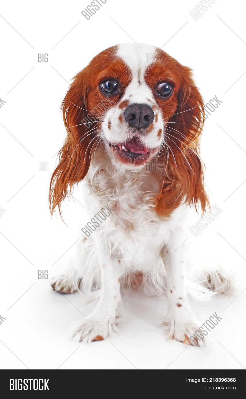 Loud Dog. Cute Dog Image & Photo (Free Trial) | Bigstock