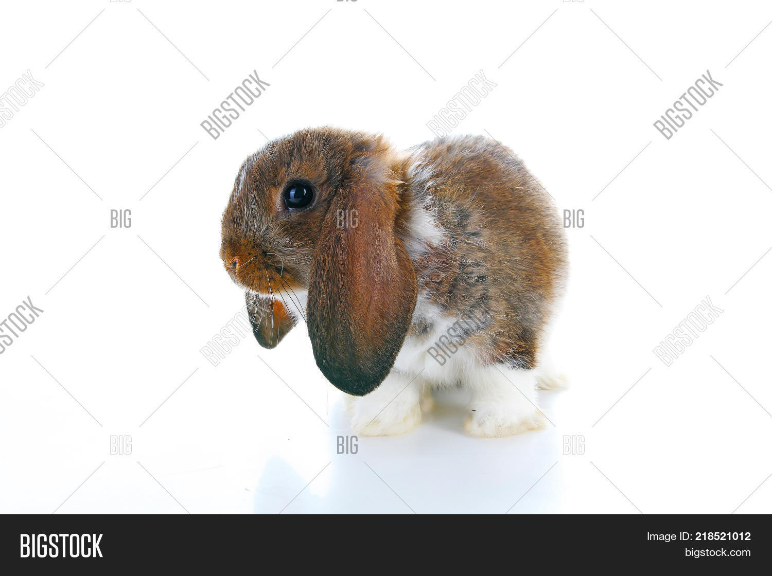 Agouti Rabbit. Baby Image & Photo (Free Trial) | Bigstock