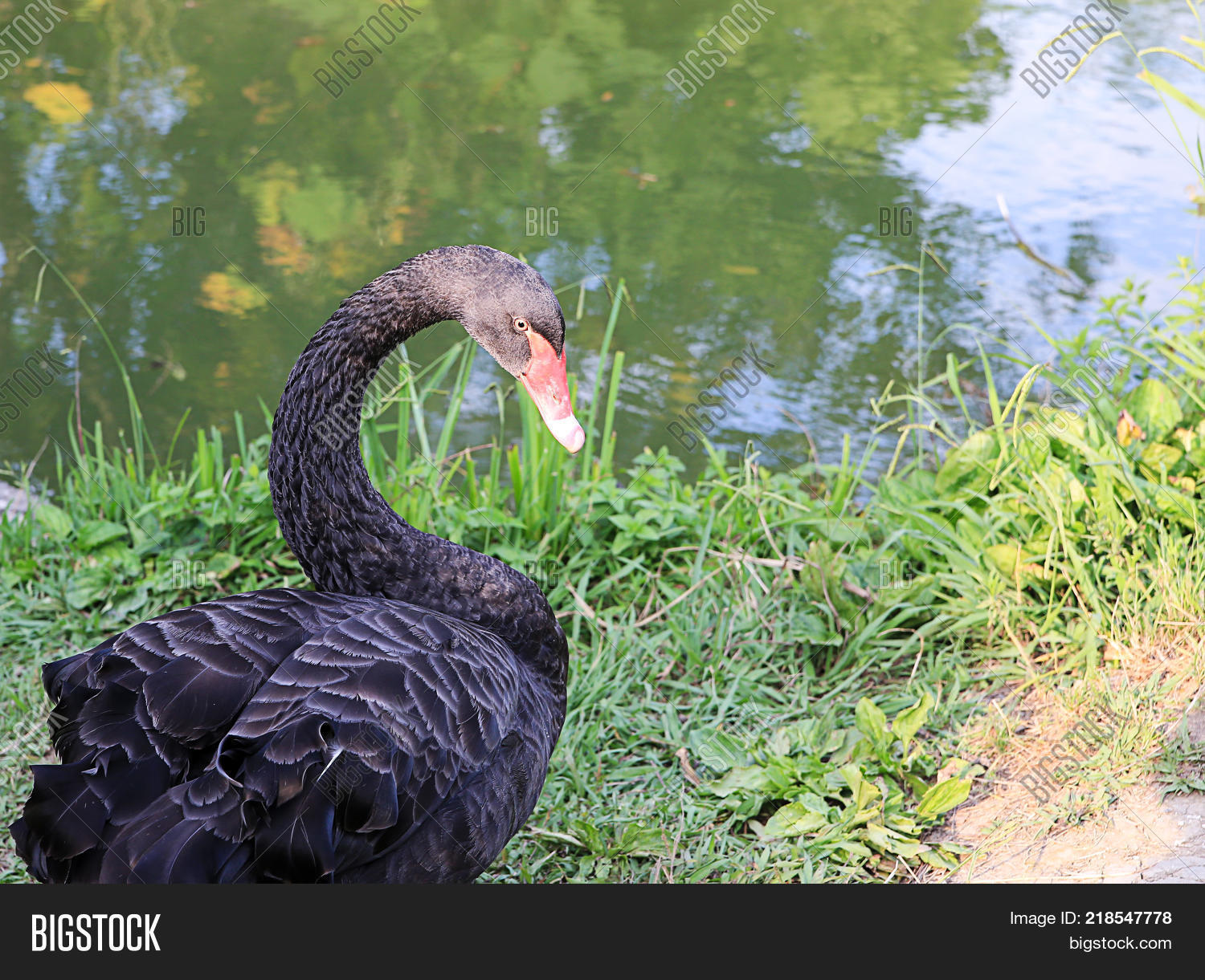 Black Large Swan Image & Photo (Free Trial) | Bigstock