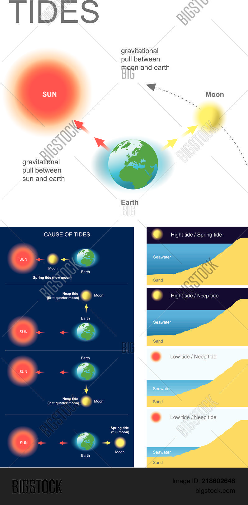 Tides Rise Fall Sea Vector & Photo (Free Trial) | Bigstock