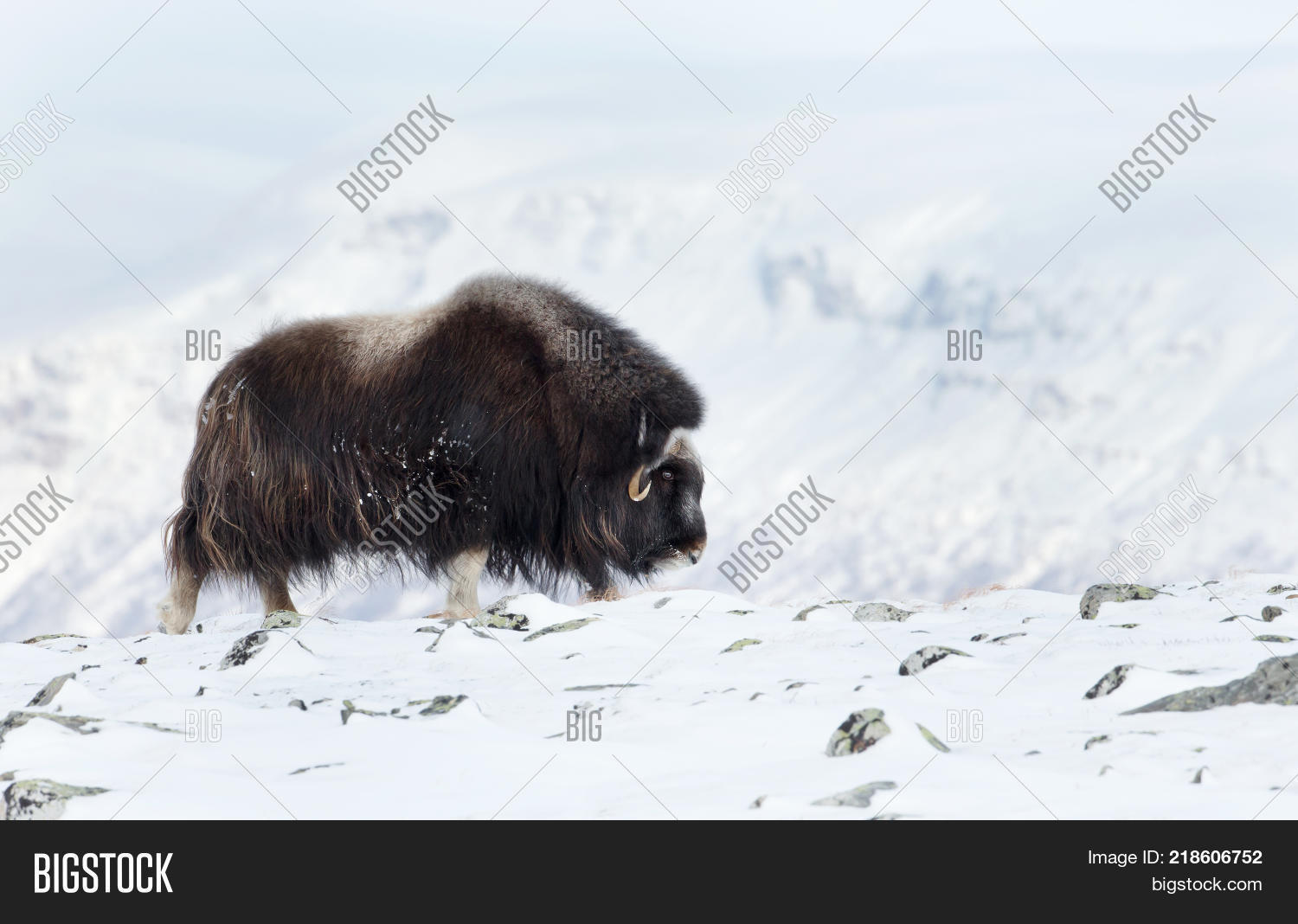 Male Musk Ox Standing Image & Photo (Free Trial) | Bigstock