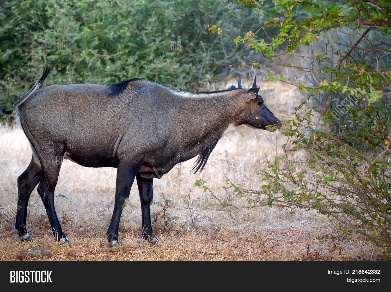 Close Male Nilgai, Image & Photo (Free Trial) | Bigstock