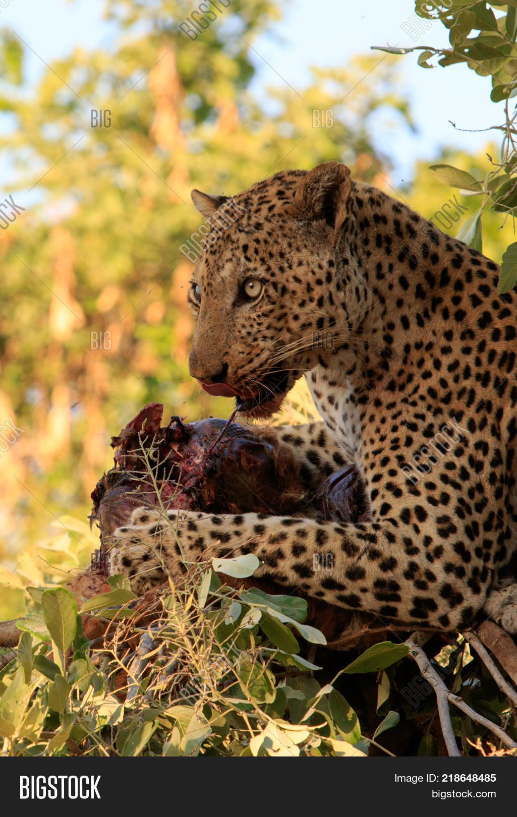 Leopards In Trees With Prey
