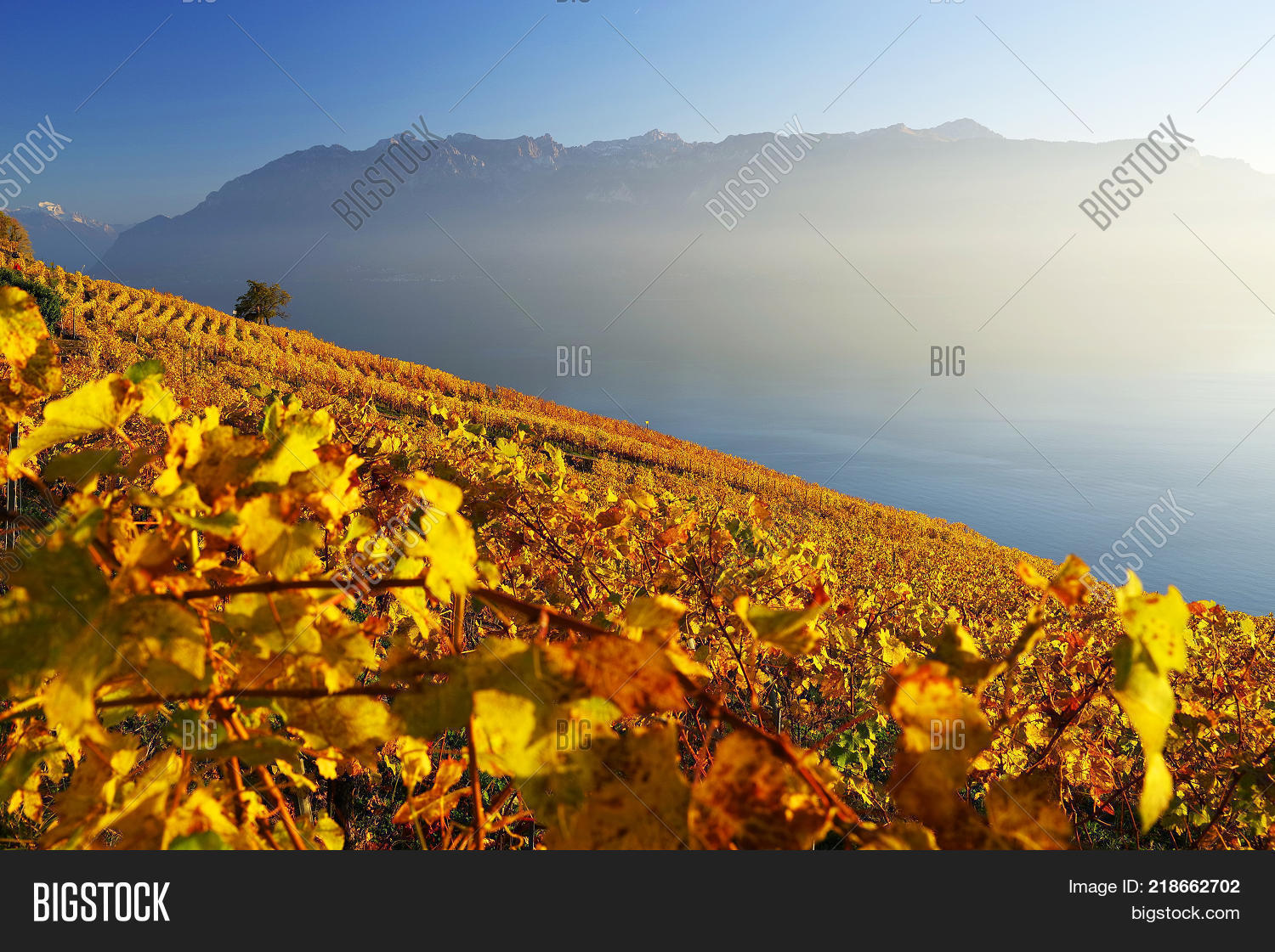 Vineyard Terraces Image & Photo (Free Trial) | Bigstock